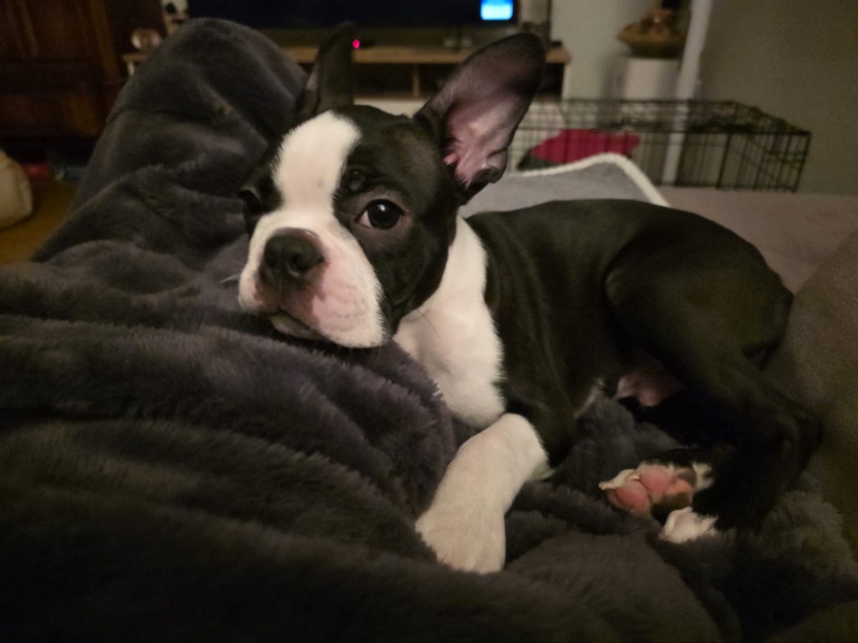 Boston terrier stenci
