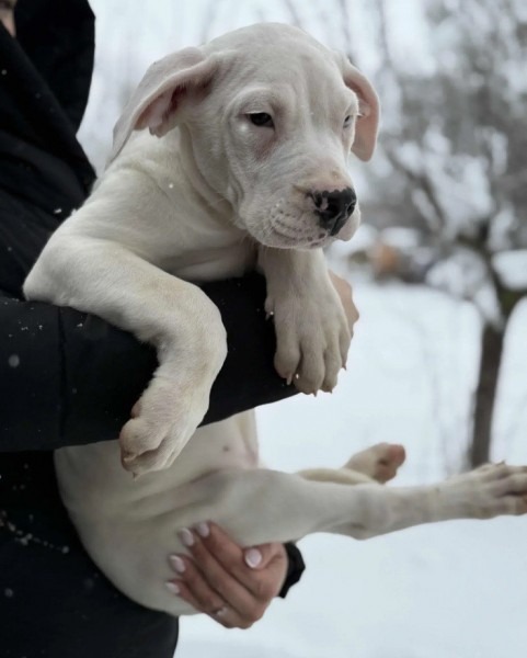 Dogo Argentino. zensko stene