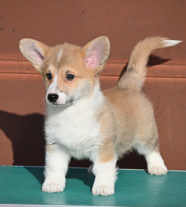 Velski korgi/Welsh Corgi Pembroke štenci