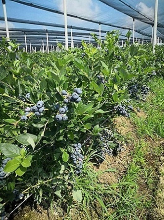 Prodajem zasad borovnice Šabac-Varna