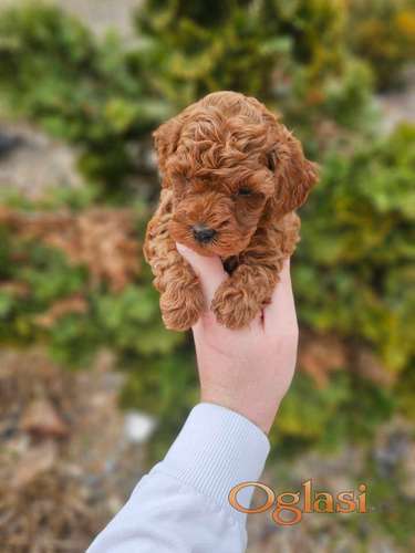 Crvene pudle toy, od oba roditelja u mom vlasnistvu