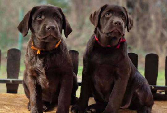 Labrador retriver čokoladni štenci