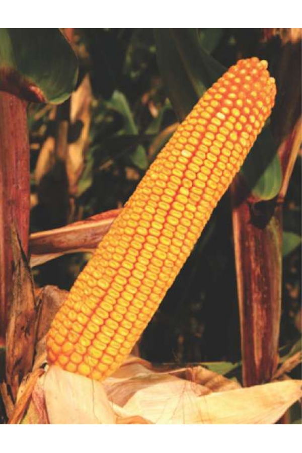 KUKURUZ ZP 555+FORCE 25000S
Šifra: 1887 JM: SJ