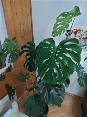 Filadendron Monstera deliciosa