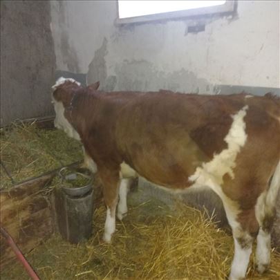 Prodaja zenske junice