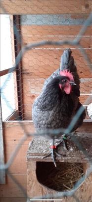 Australorp pilici dva ipo meseca stari