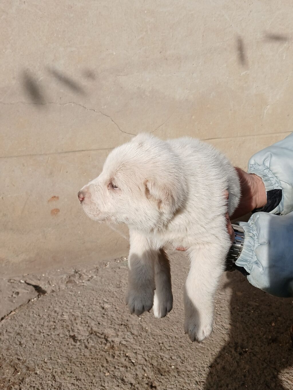 Na prodaju ženka azijata (srednjeaziski ovčar) Stara 6. Nedelja
