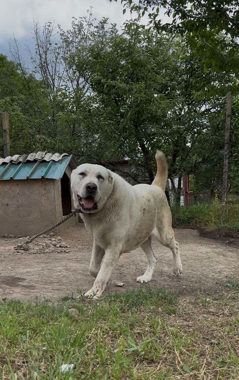 NA PRODAJU ženka SrednjeAzijskog Ovčara, sa ili bez rodovnika, zavisi