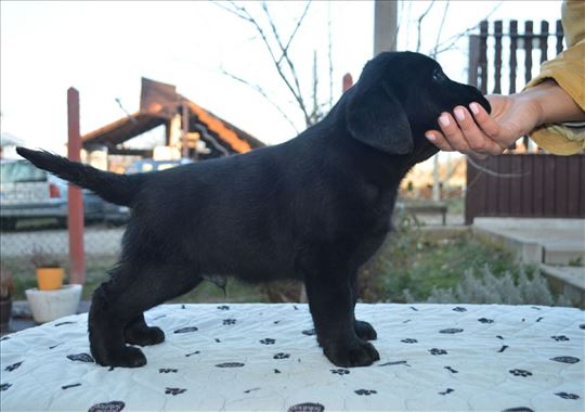 Stenci labrador retriver
