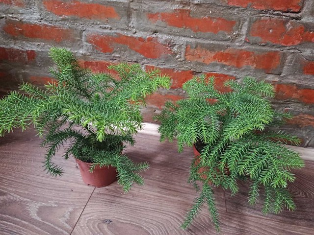 Araucaria heterophylla - sobna jela