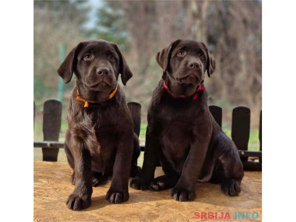 Labrador retriver čokoladni štenci