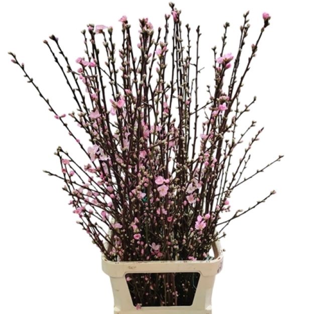 PRUNUS 60CM
