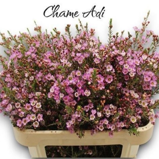 WAXFLOWER ADI