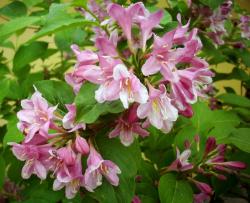Jasmin - Weigela Rozi