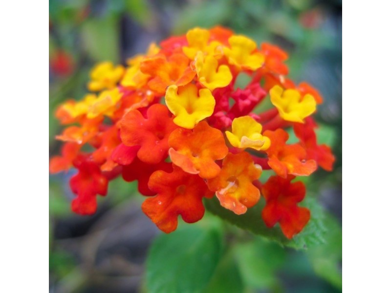 Lantana camara Lucky Red