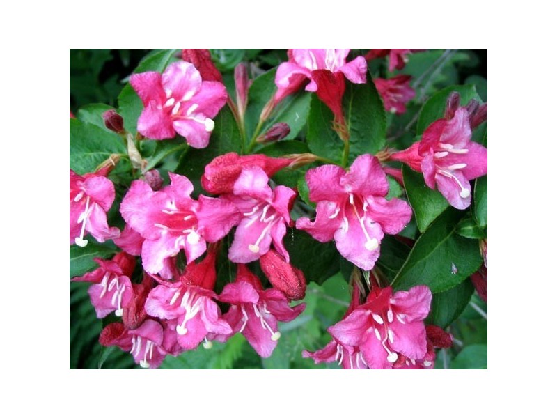 JASMIN BORDE BOJE - WEIGELA