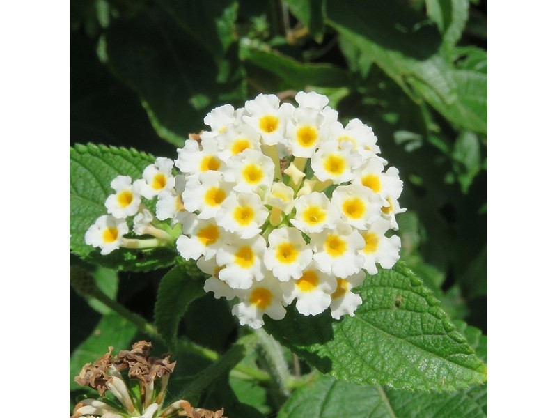 Lantana camara Alba