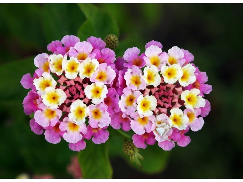 Lantana camara clasic