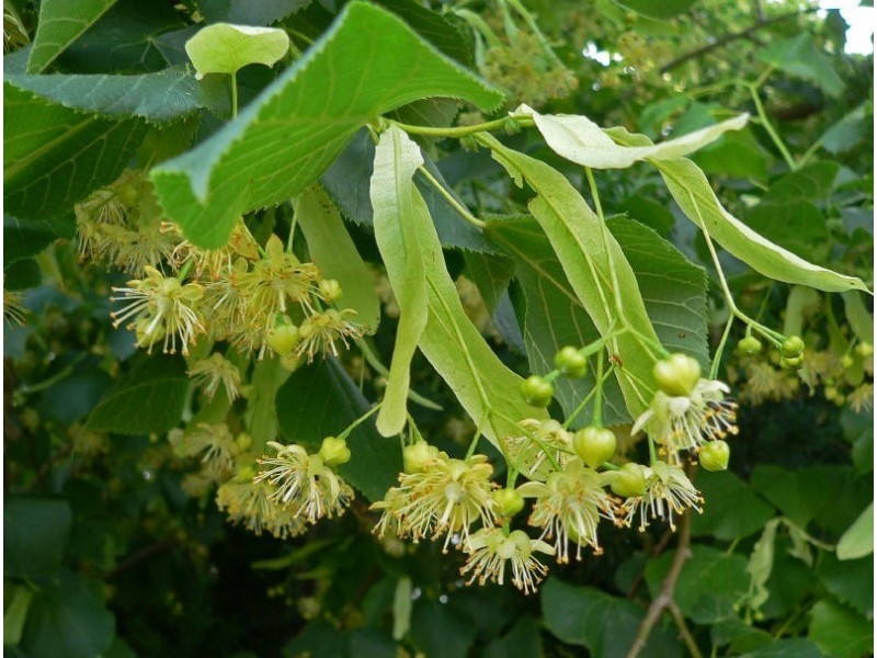 Lipa - Tilia platyphyllos