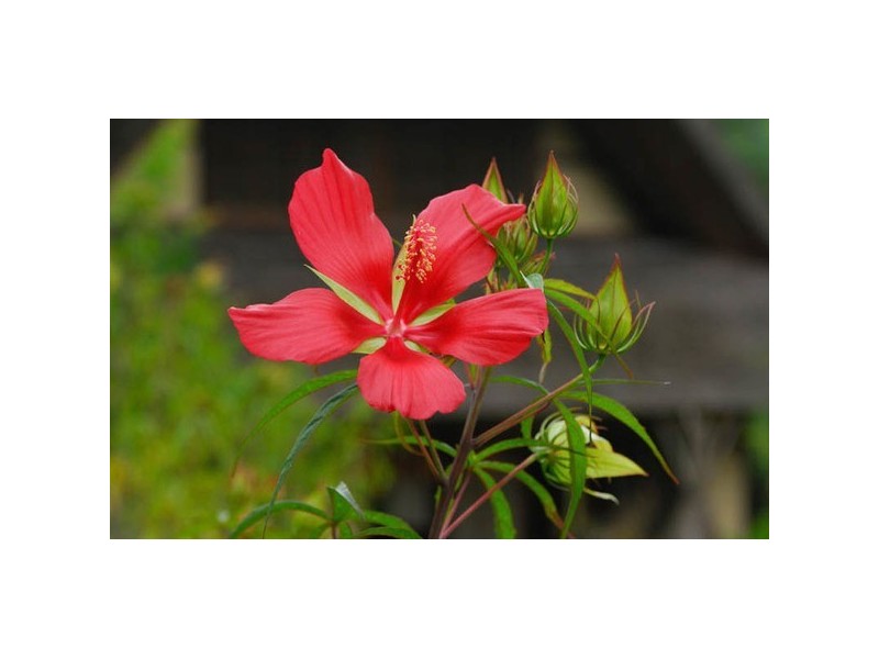 Močvarni hibiscus Crveni - Coccineus red