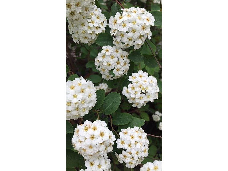 Suručica - Spiraea vanhouttei