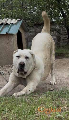 Srednjeazijski Ovcar - Azijat, ženka