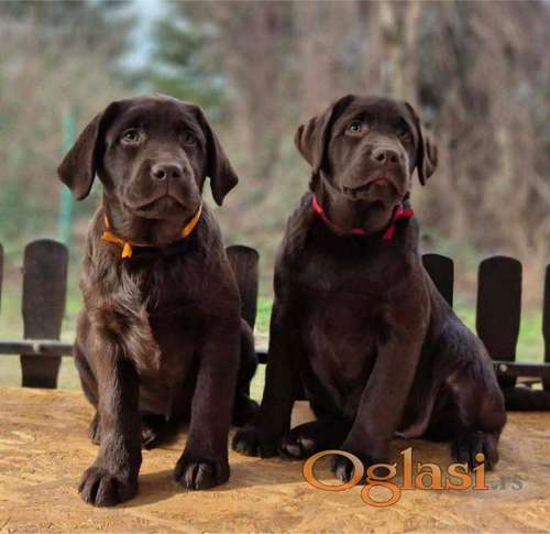 Labrador retriver čokoladni štenci