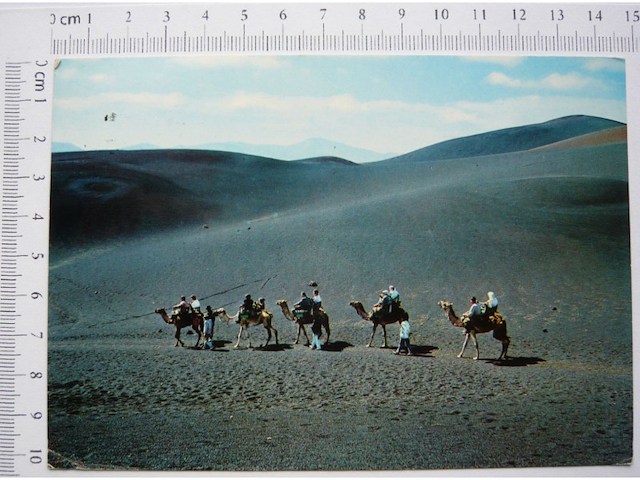 Lanzarote - Camels in the Fire`s Mountain
