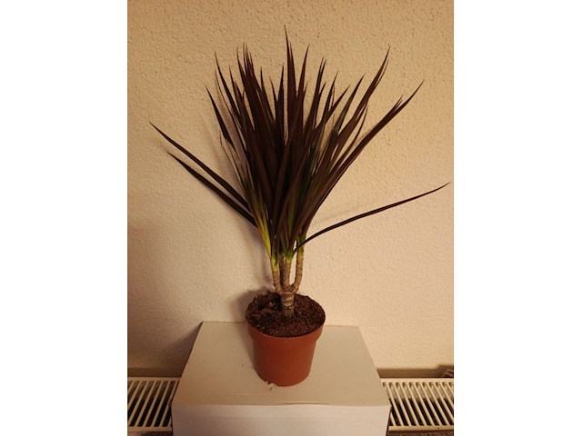 Dracena marginata - zmajevo drvo