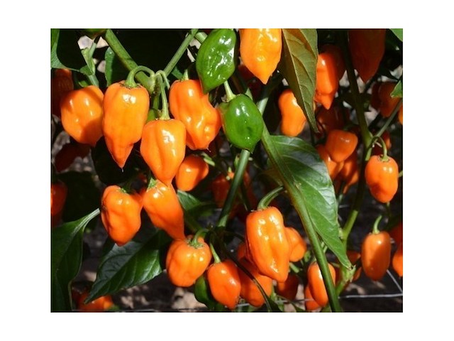 Habanero (narandzasti) 10 semena