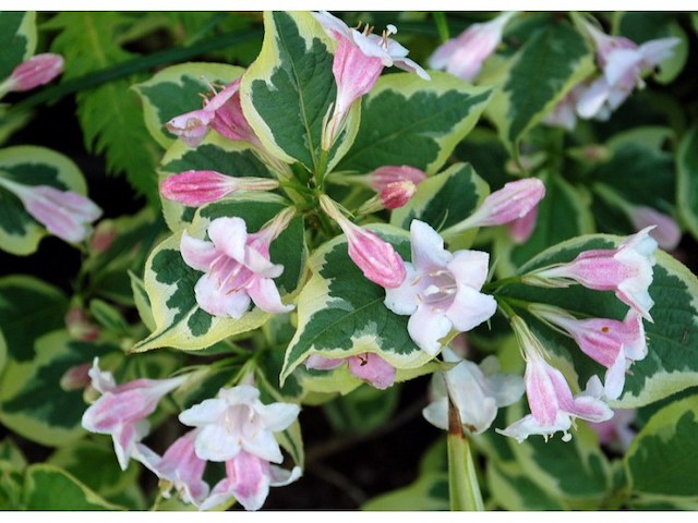 Jasmin - Weigela Šarenlisna