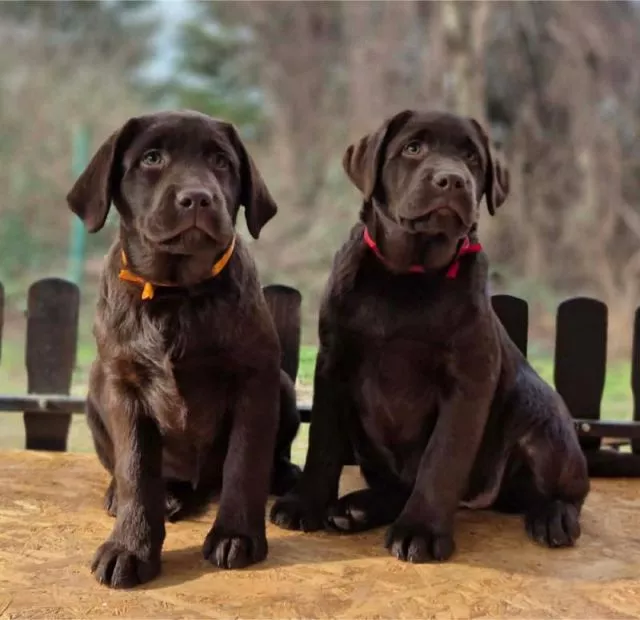 Labrador retriver čokoladni štenci