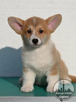 Velski korgi/Welsh Corgi Pembroke štenci