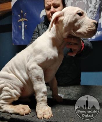 Dogo Argentino štenci