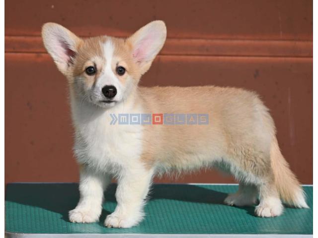 Velski korgi/Welsh Corgi Pembroke štenci