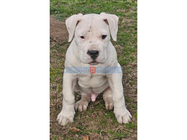 Dogo Argentino štenci