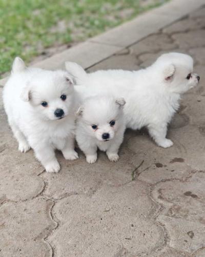 Nemački špic, štenci snežno bele boje
Kraljevo