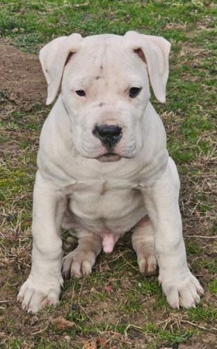 Dogo Argentino štenci
Inđija