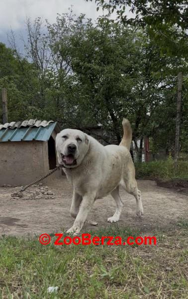 Srednjeazijski Ovcar - Azijat, ženka