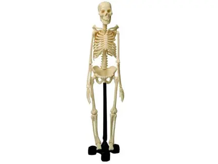 Skeleton Mehano E217