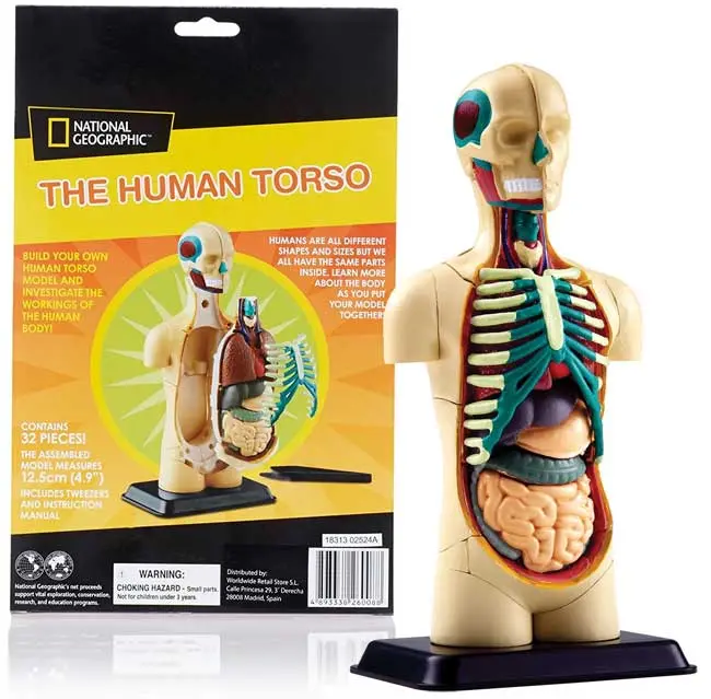 Edu Science Model ljudskog tela SK008