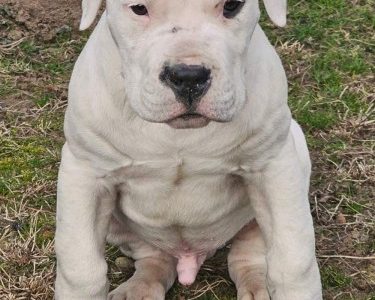 Dogo Argentino štenci