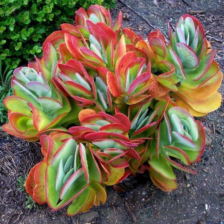 Kalanchoe - Kalanhoa Seme (Kalanchoe thyrsiflora)