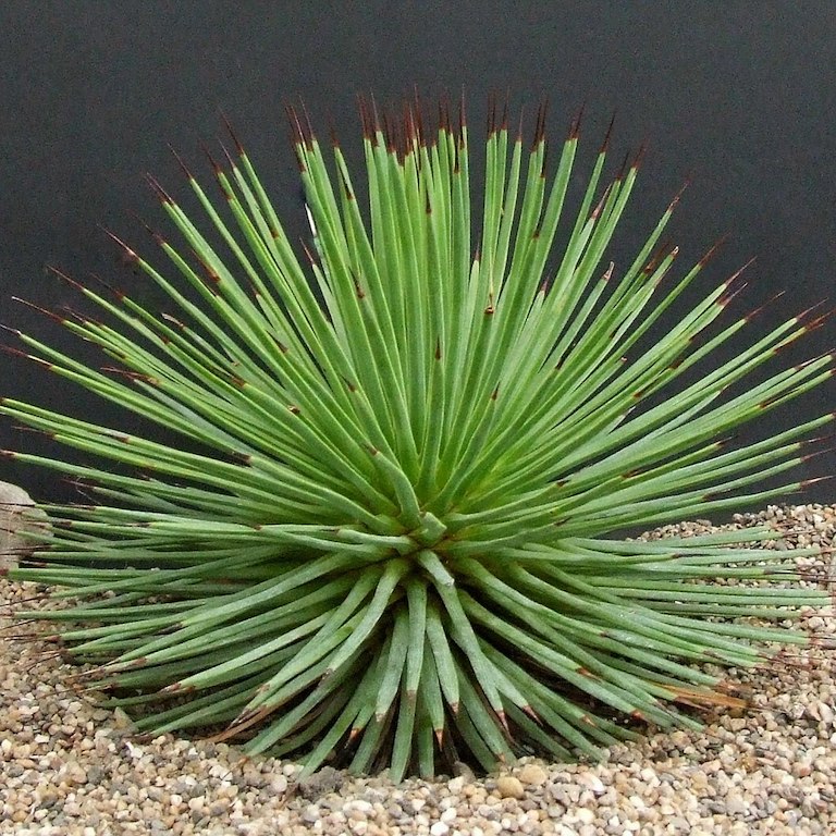 Egzoticna agava - Agave striata Seme