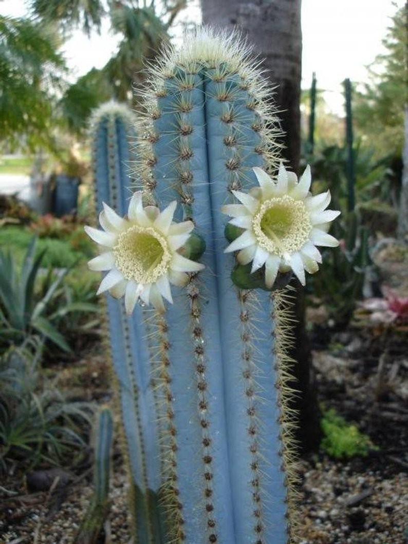 Seme Plavog kaktusa Blue Columnar (Pilosocereus pachycladus)