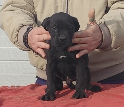 Cane Corso Kane Korso
