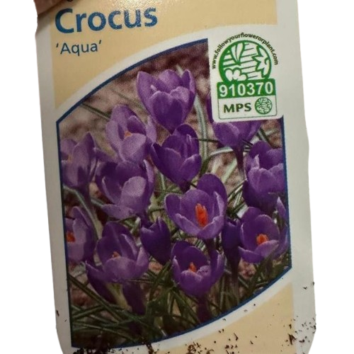 CROCUS MIX 20CM