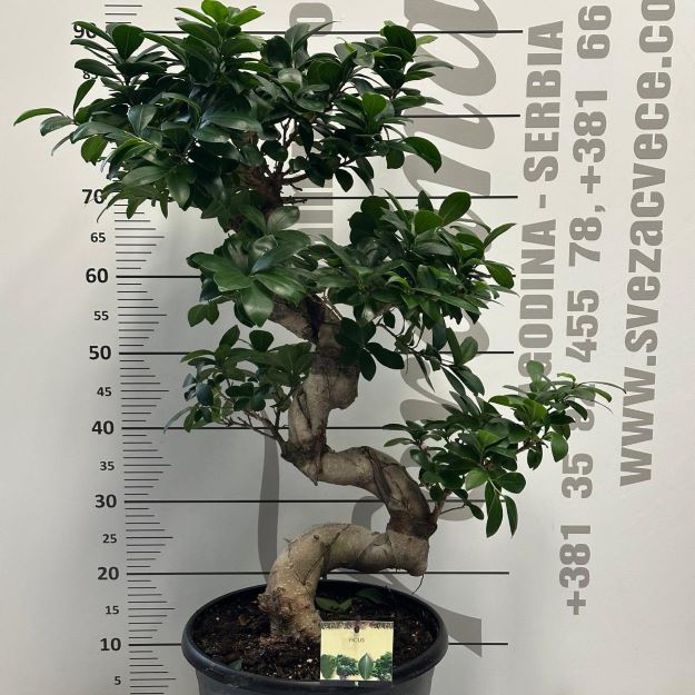 FICUS (BONSAI) MICROCARPA „GINSENG“