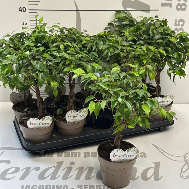 FICUS BENJAMINA „NINA“ R12, 40CM, 3PP