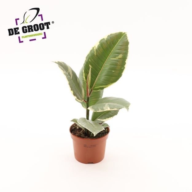 FICUS ELASTICA TINEKE 12Ø 40CM 1PP